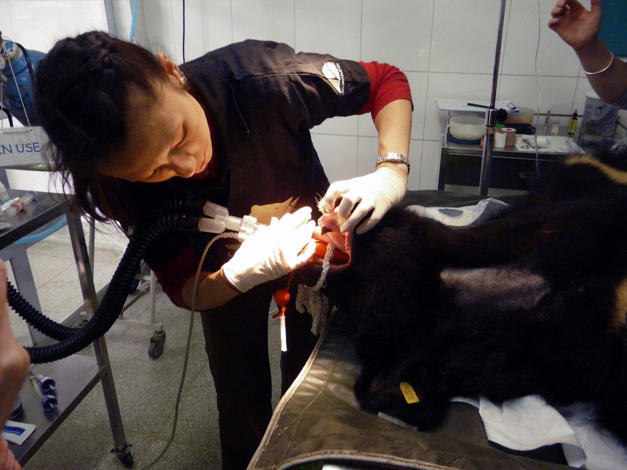 Moon Bears in Distress, All for the Love of Bile - Barry Yeoman