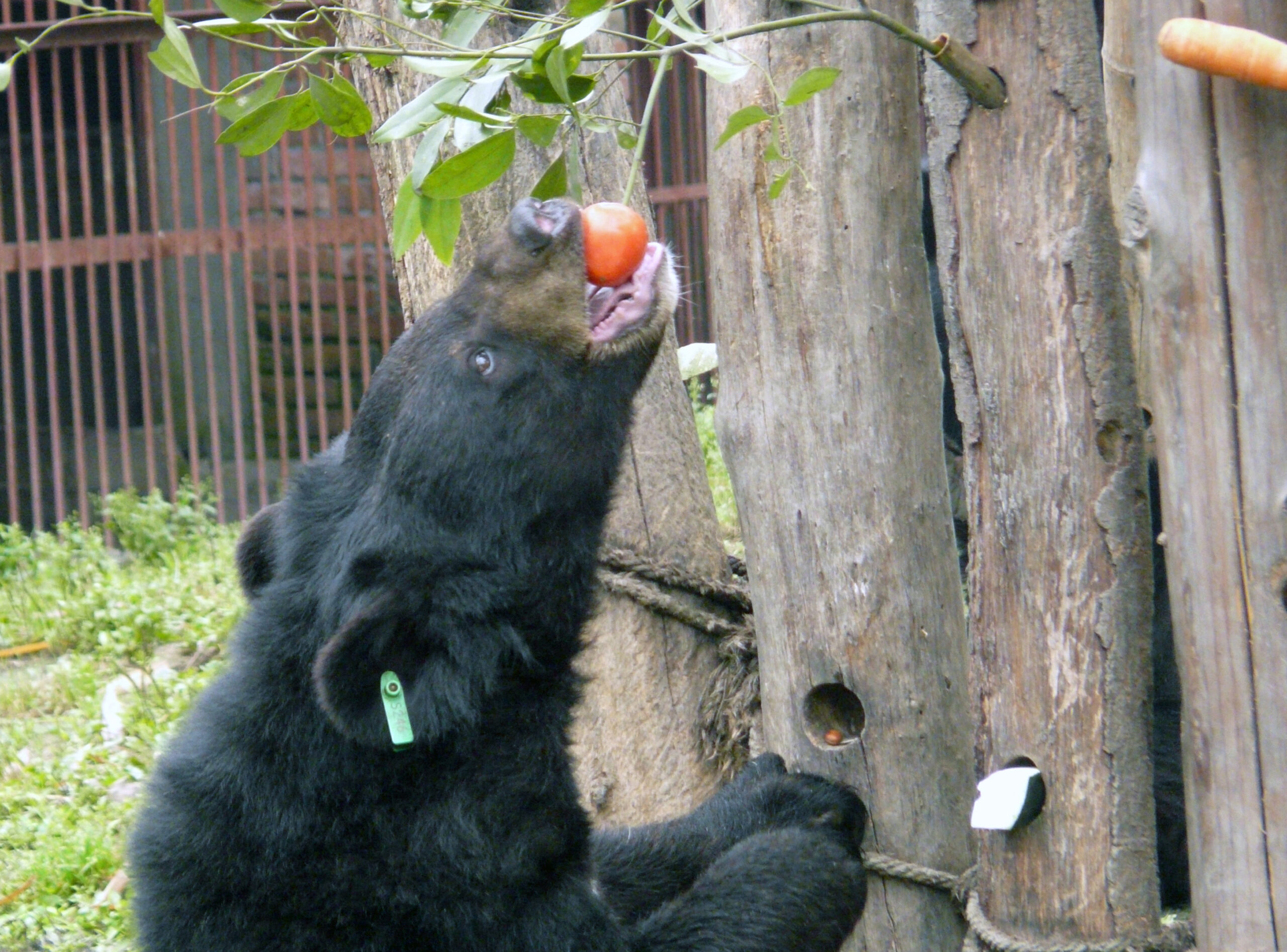 Moon Bears in Distress, All for the Love of Bile - Barry Yeoman